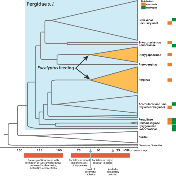 Zoologische Staatssammlung München » Adaptive Radiation of Gondwanan ...