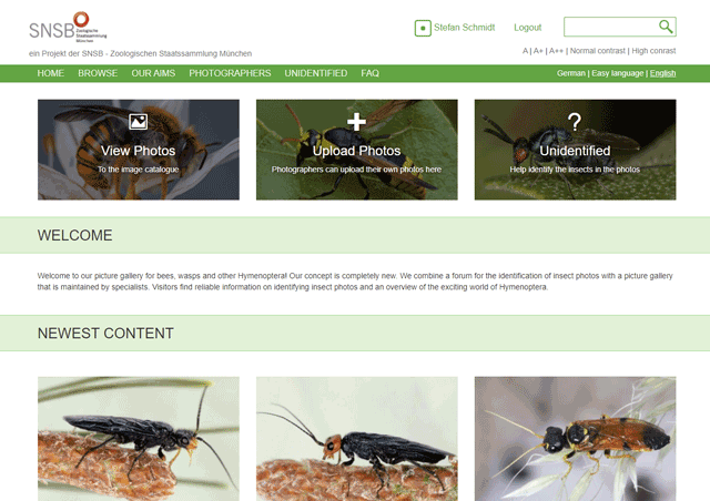 Zoologische Staatssammlung München » Hymenoptera-Bildergalerie