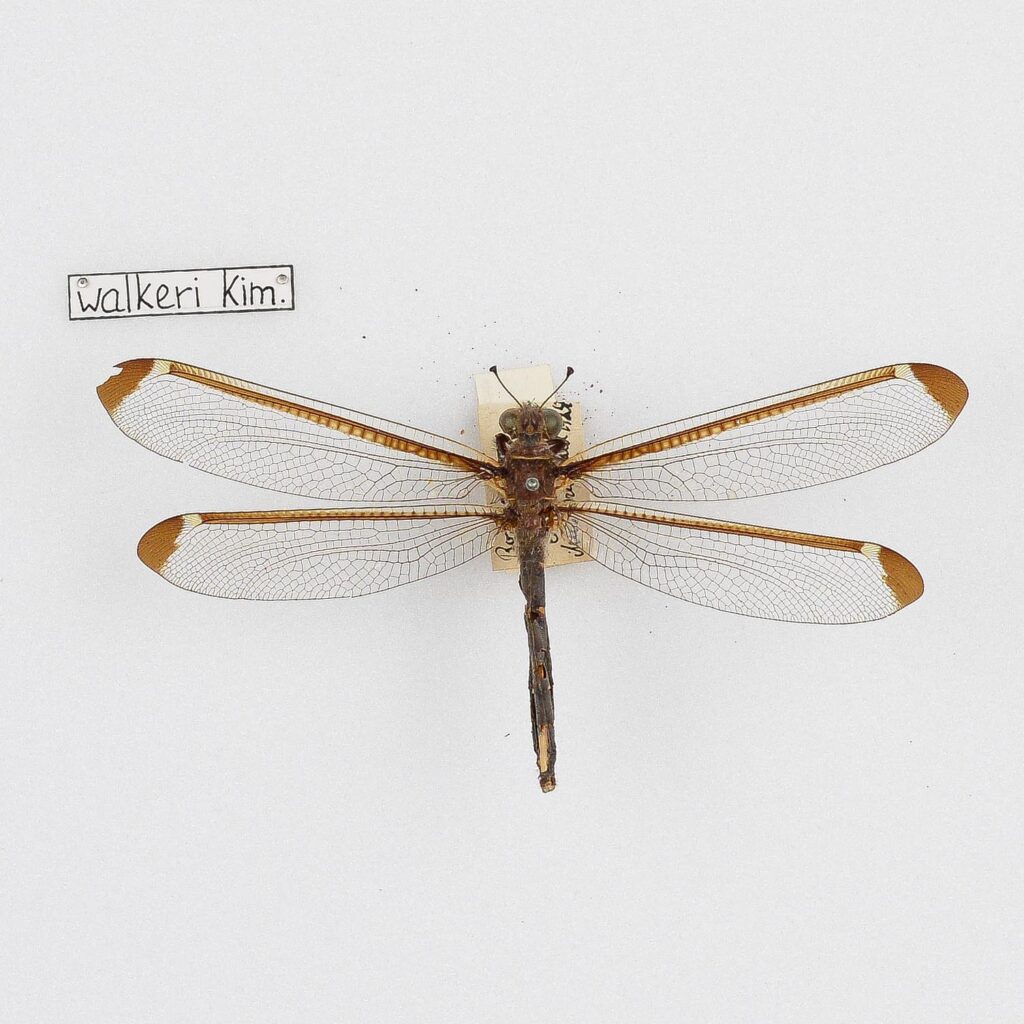 Zoologische Staatssammlung München » Sammlungen